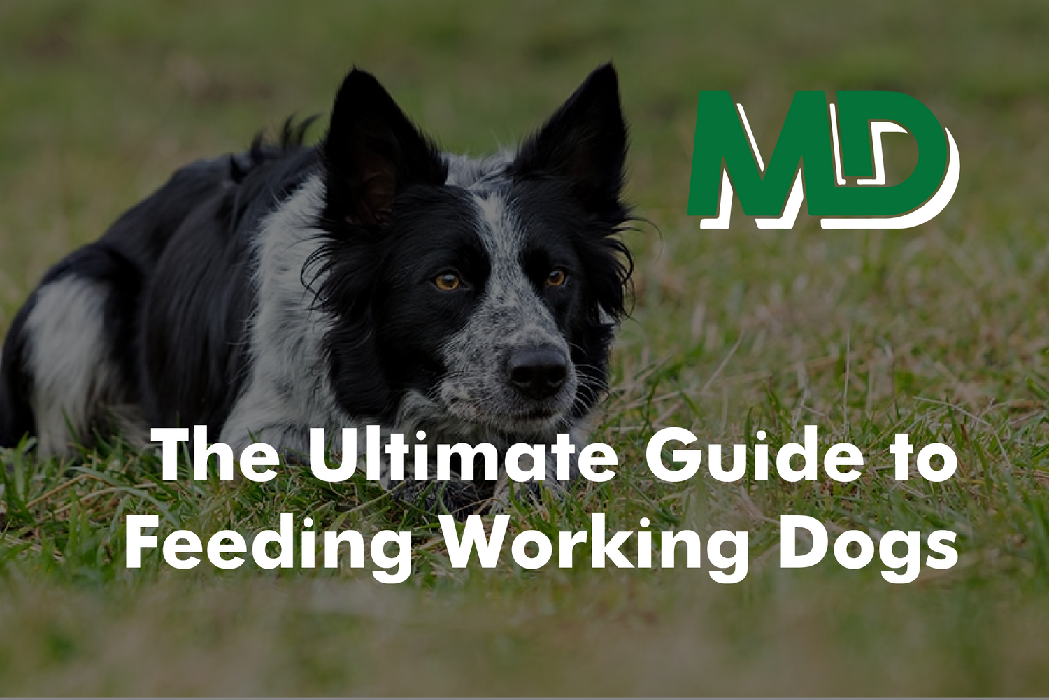The Ultimate Guide to Feeding Working Dogs – Meirion Davies & Co Ltd ...