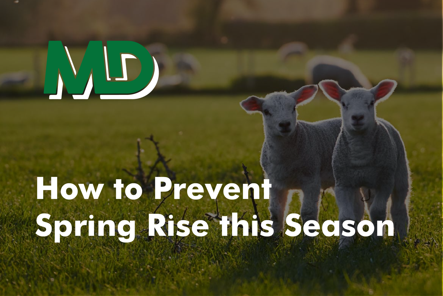 HOW TO PREVENT SPRING RISE THIS SEASON – Meirion Davies & Co Ltd ...