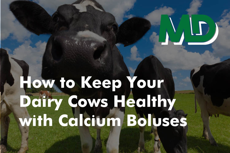 How to Keep Your Dairy Cows Healthy with Calcium Boluses – Meirion ...